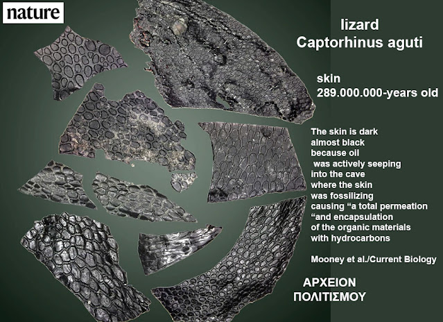 Βρέθηκε δέρμα ερπετού 289.000.000 χρόνων! – του Γ. Λεκάκη - Αρχείον ...