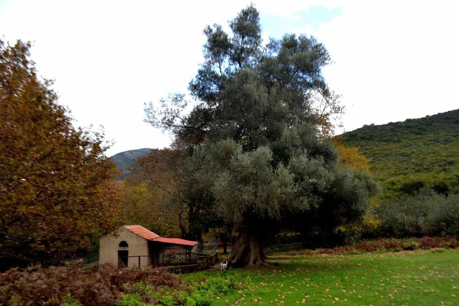 ΕΞΑΦΑΝΙΣΜΕΝΑ ΧΩΡΙΑ του ΔΗΜΟΥ ΚΙΣΣΑΜΟΥ ΧΑΝΙΩΝ ΚΡΗΤΗΣ: Γυαλιριανά - του Ι ...