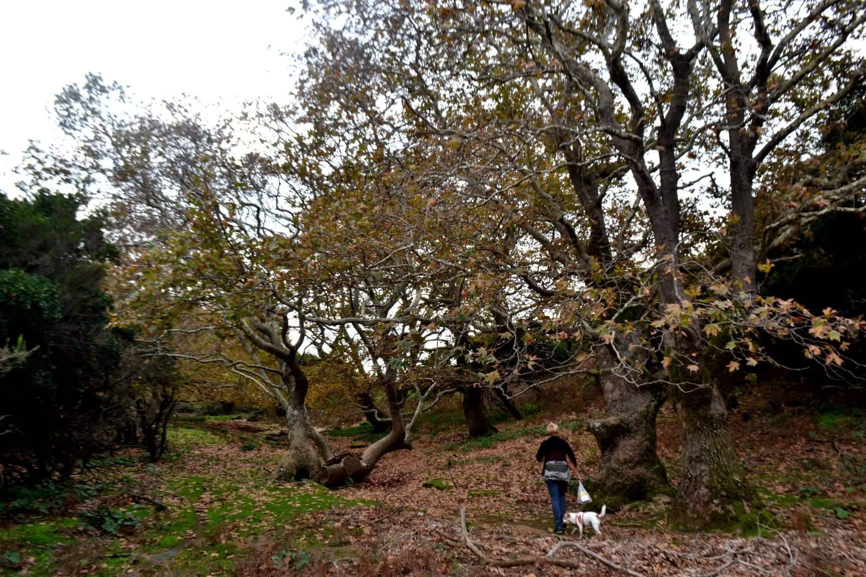 ΕΞΑΦΑΝΙΣΜΕΝΑ ΧΩΡΙΑ του ΔΗΜΟΥ ΚΙΣΣΑΜΟΥ ΧΑΝΙΩΝ ΚΡΗΤΗΣ: Γυαλιριανά - του Ι ...